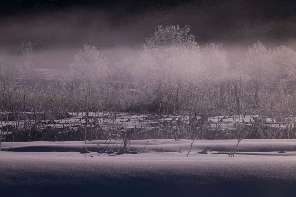 厳冬霧氷 | GANREF