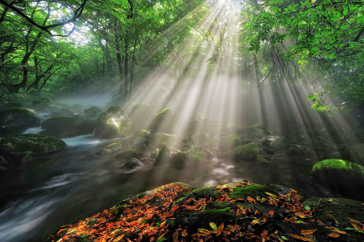 朝日降り注ぐ | GANREF