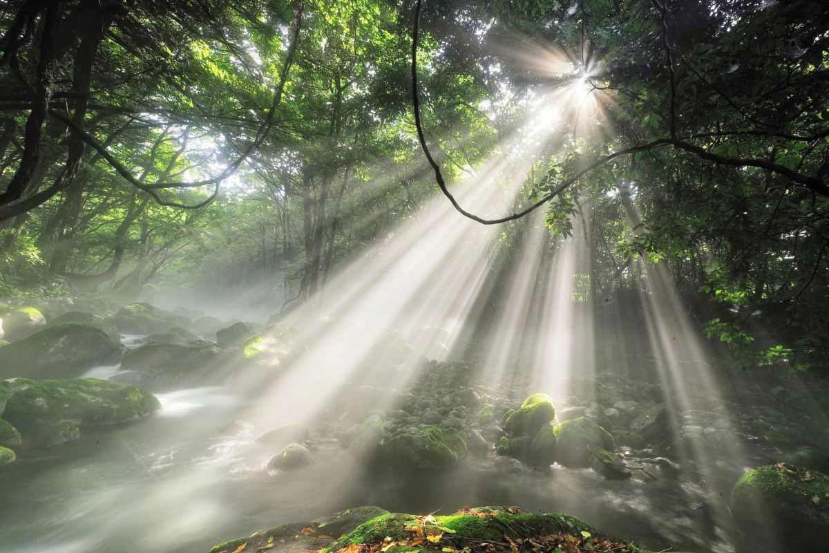 盛夏光芒 | GANREF