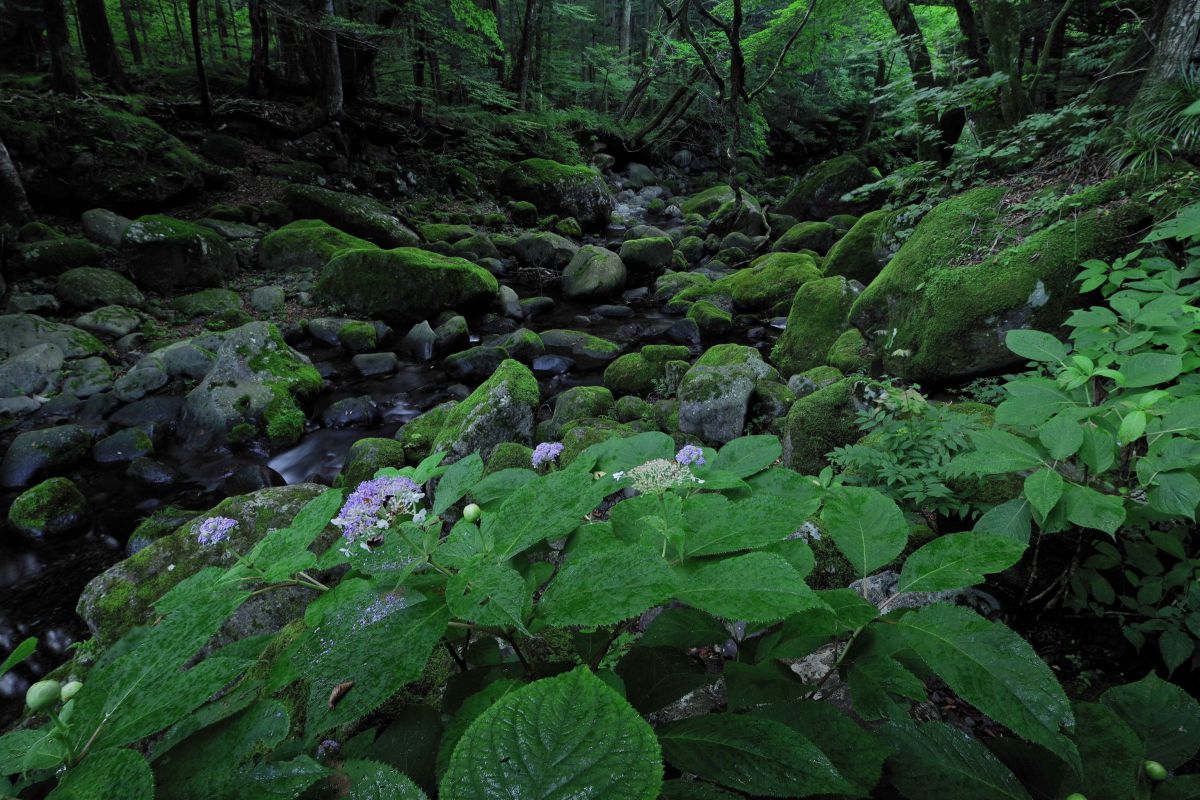 咲き始める | GANREF