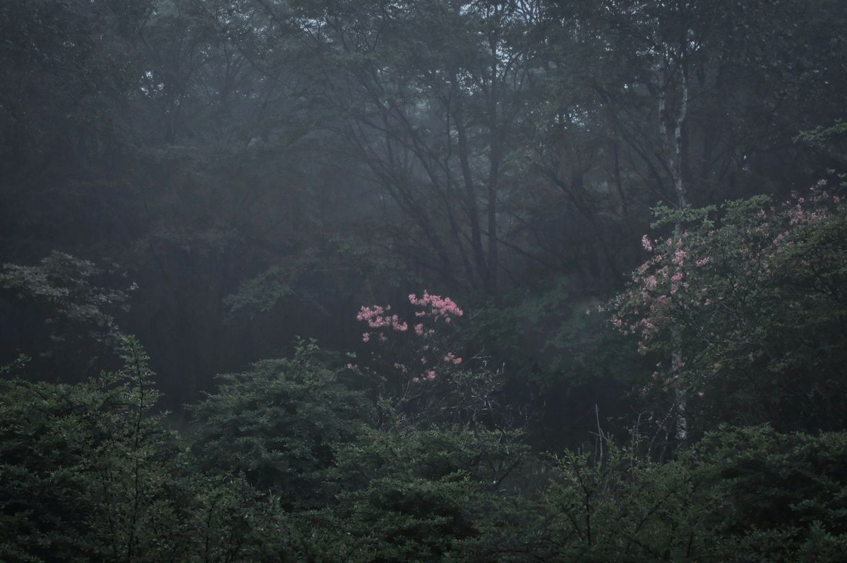 ひっそりと | GANREF