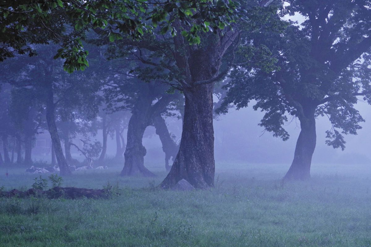 朝もや漂う | GANREF