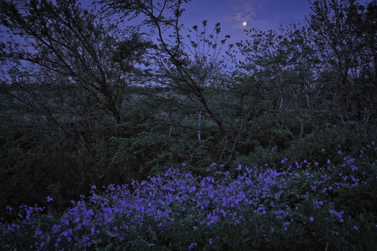 月沈みゆく | GANREF