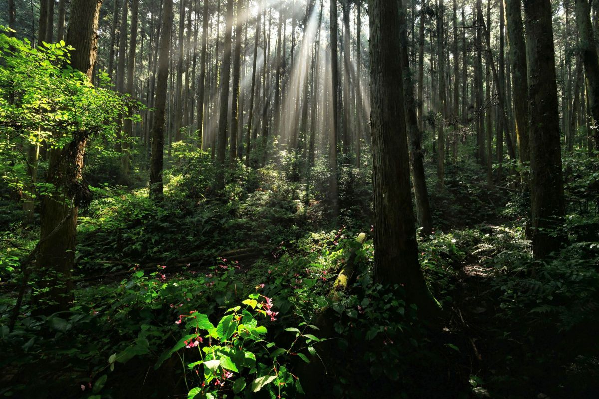 スポットライト | GANREF