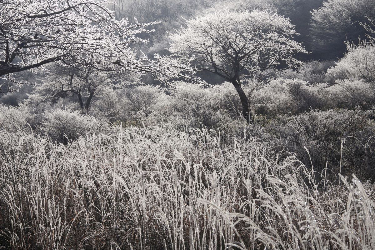 凍てつく大地 | GANREF