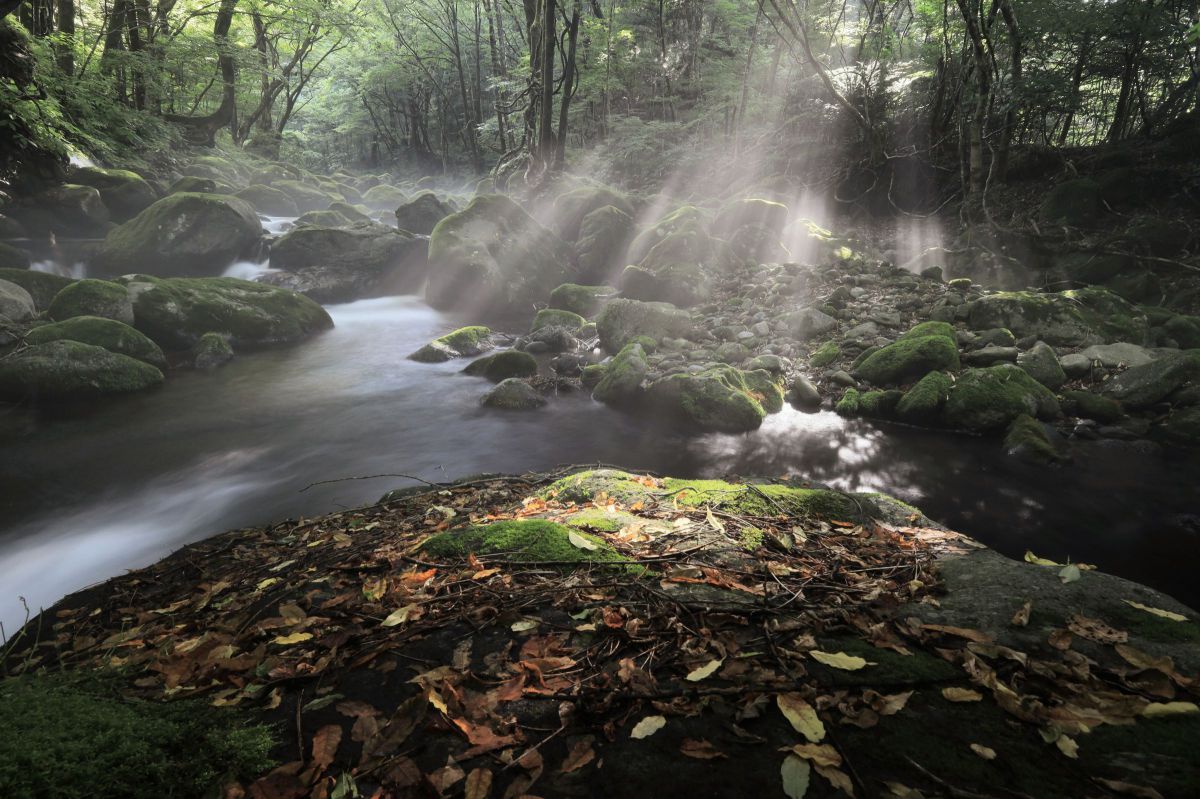 木漏れ日の渓谷 | GANREF