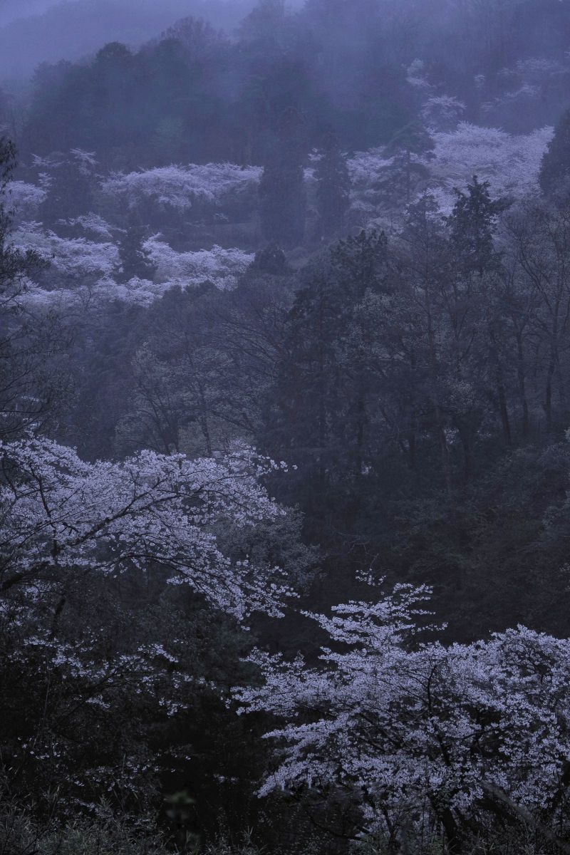 霧流れる朝 | GANREF