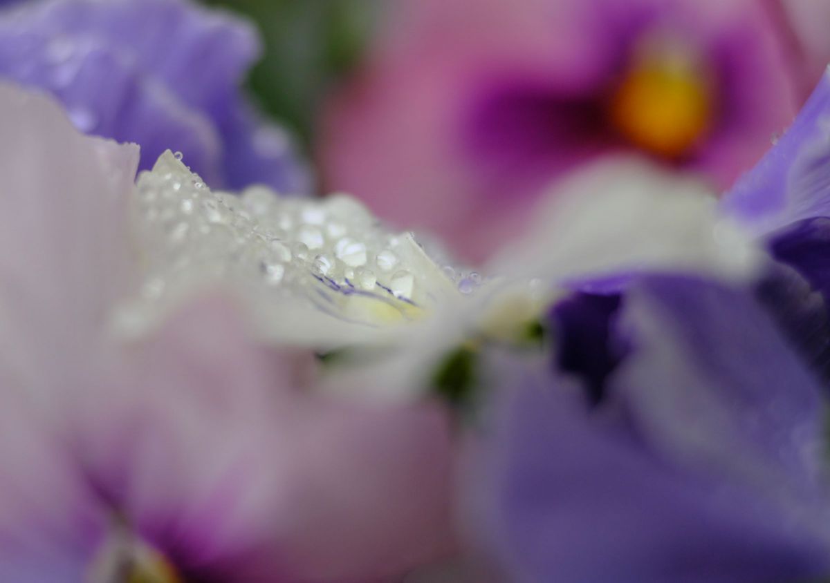 Drops of rain | GANREF