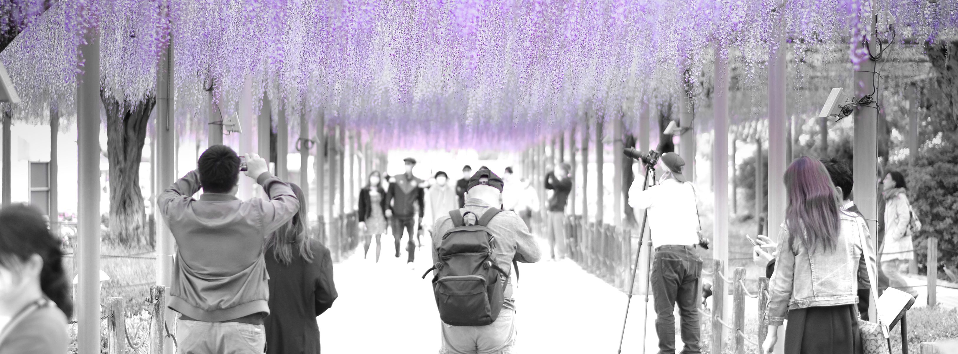 藤に魅せられて | GANREF