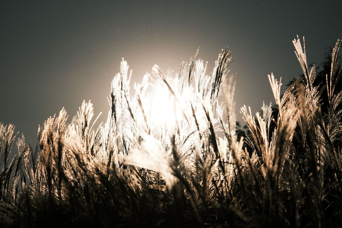 野原の透過光 | GANREF