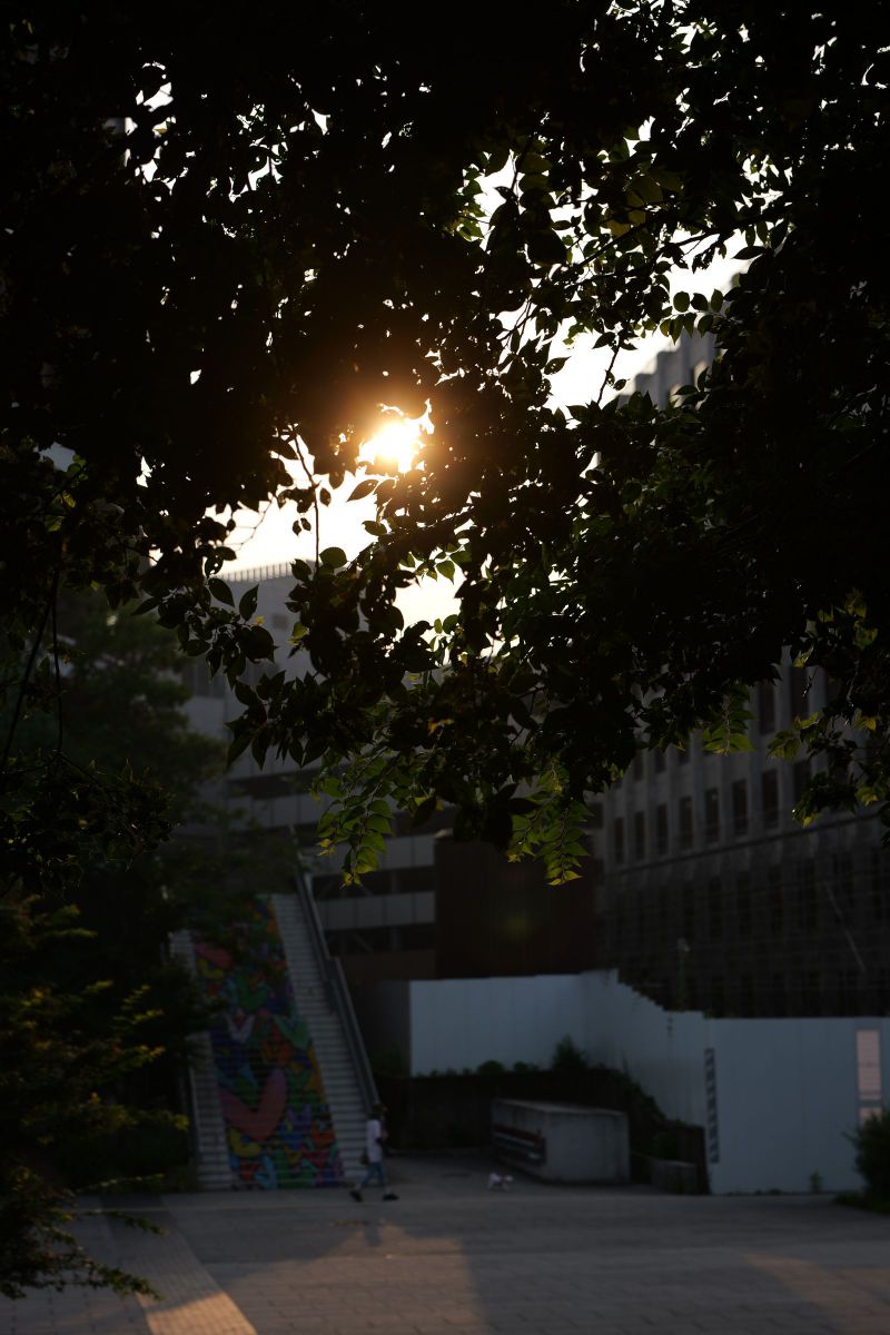 作例：LUMIX S 24-60mm F2.8 | GANREF