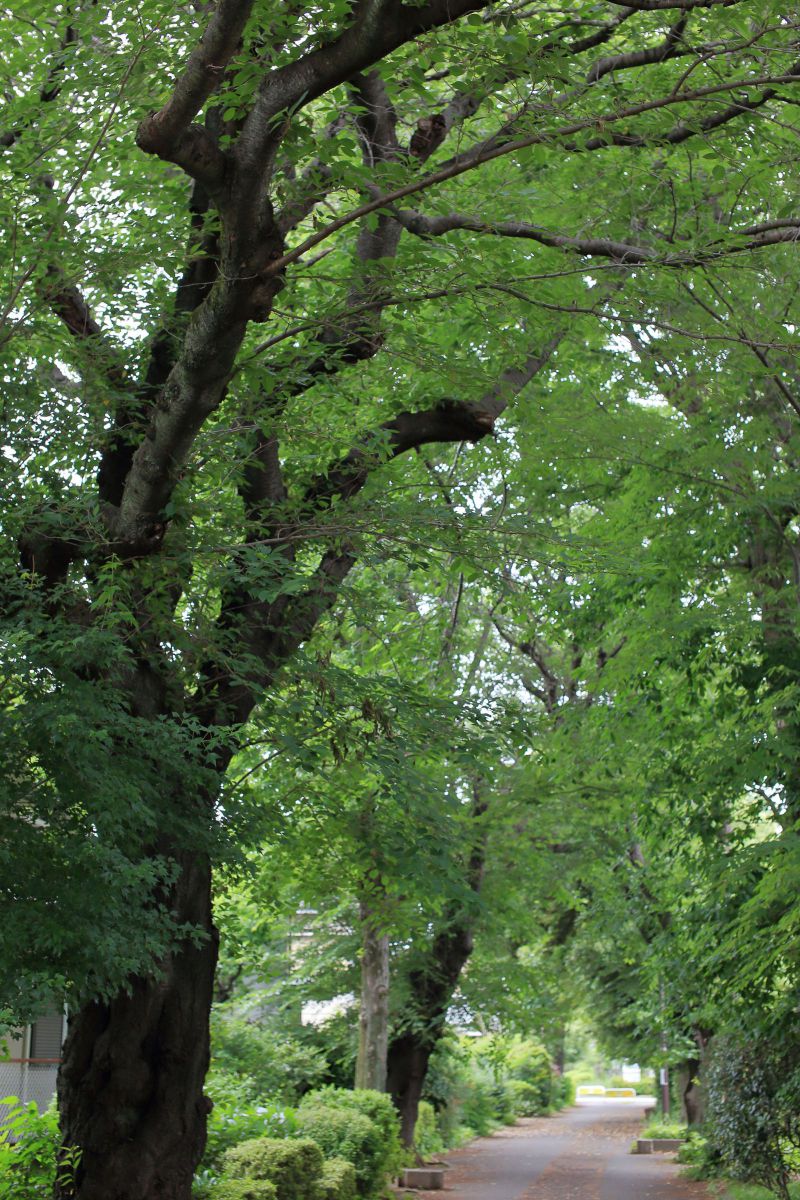 ヒーリング・スナップ | GANREF