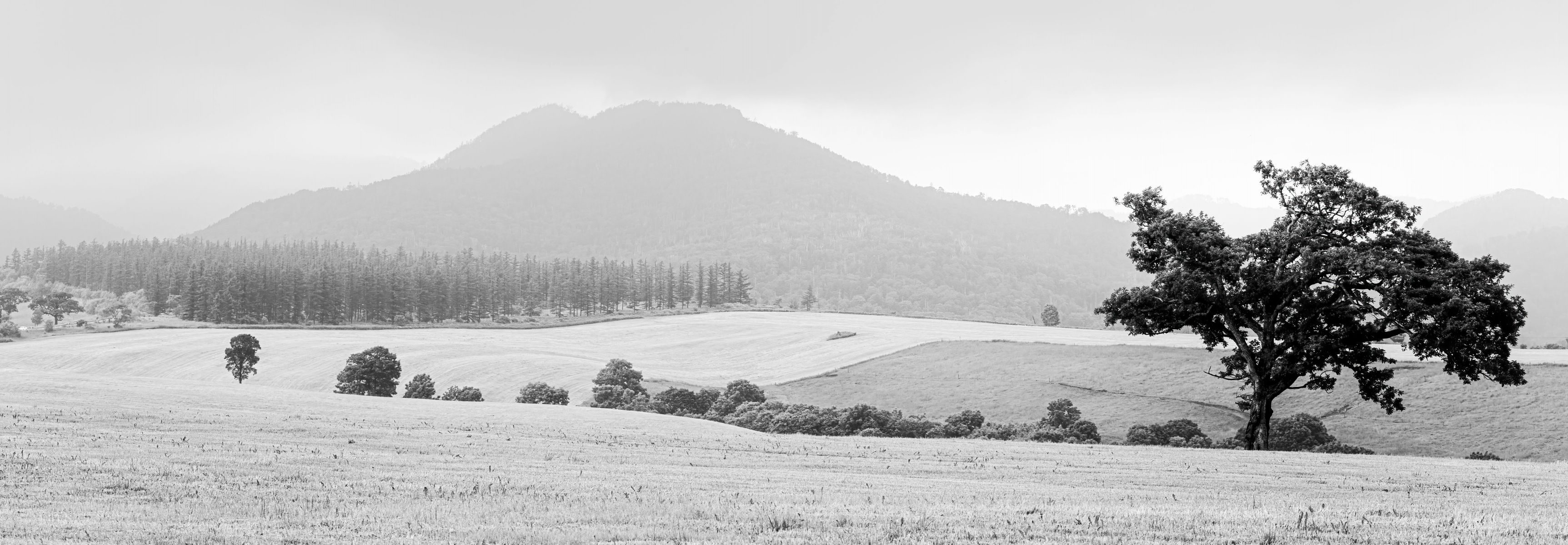 one tree & mountain (1 - 1).jpg | GANREF