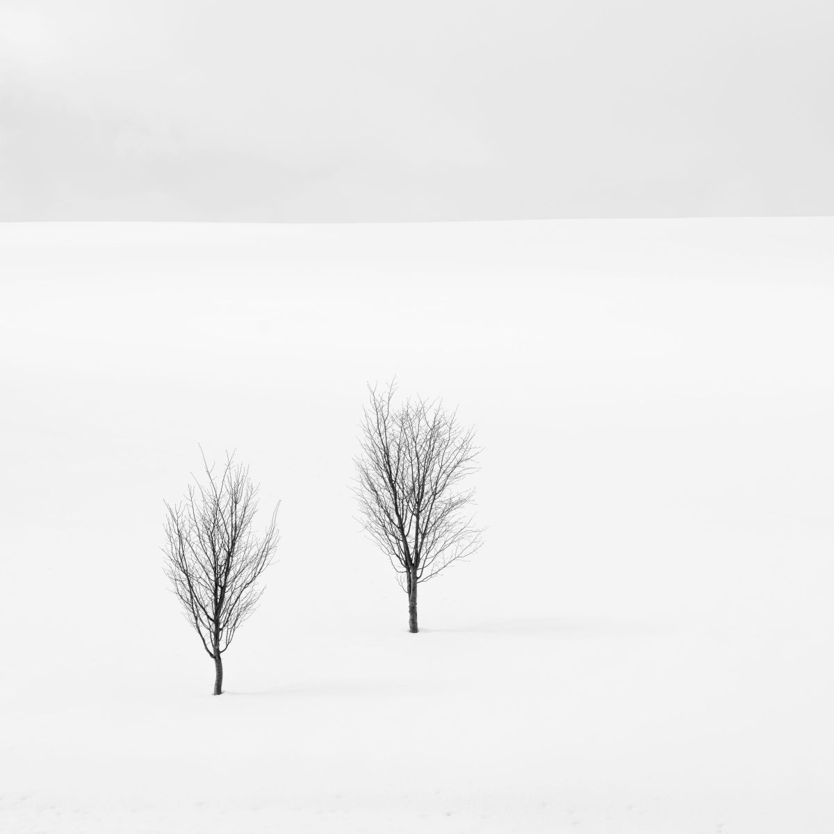 2024 twin-1.jpg | GANREF