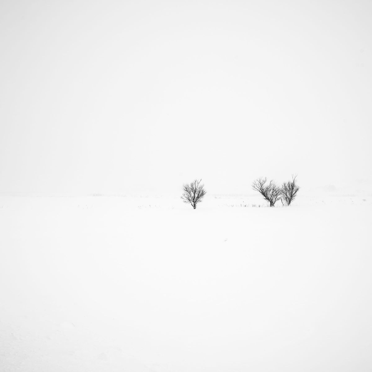 three trees | GANREF