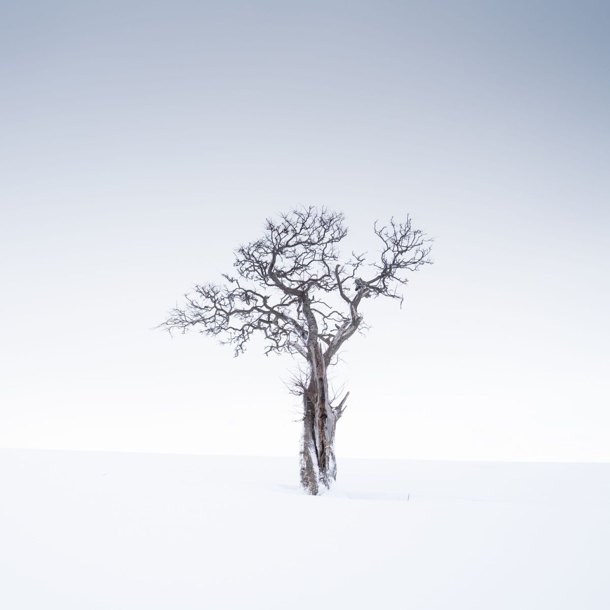 tree in winter | GANREF