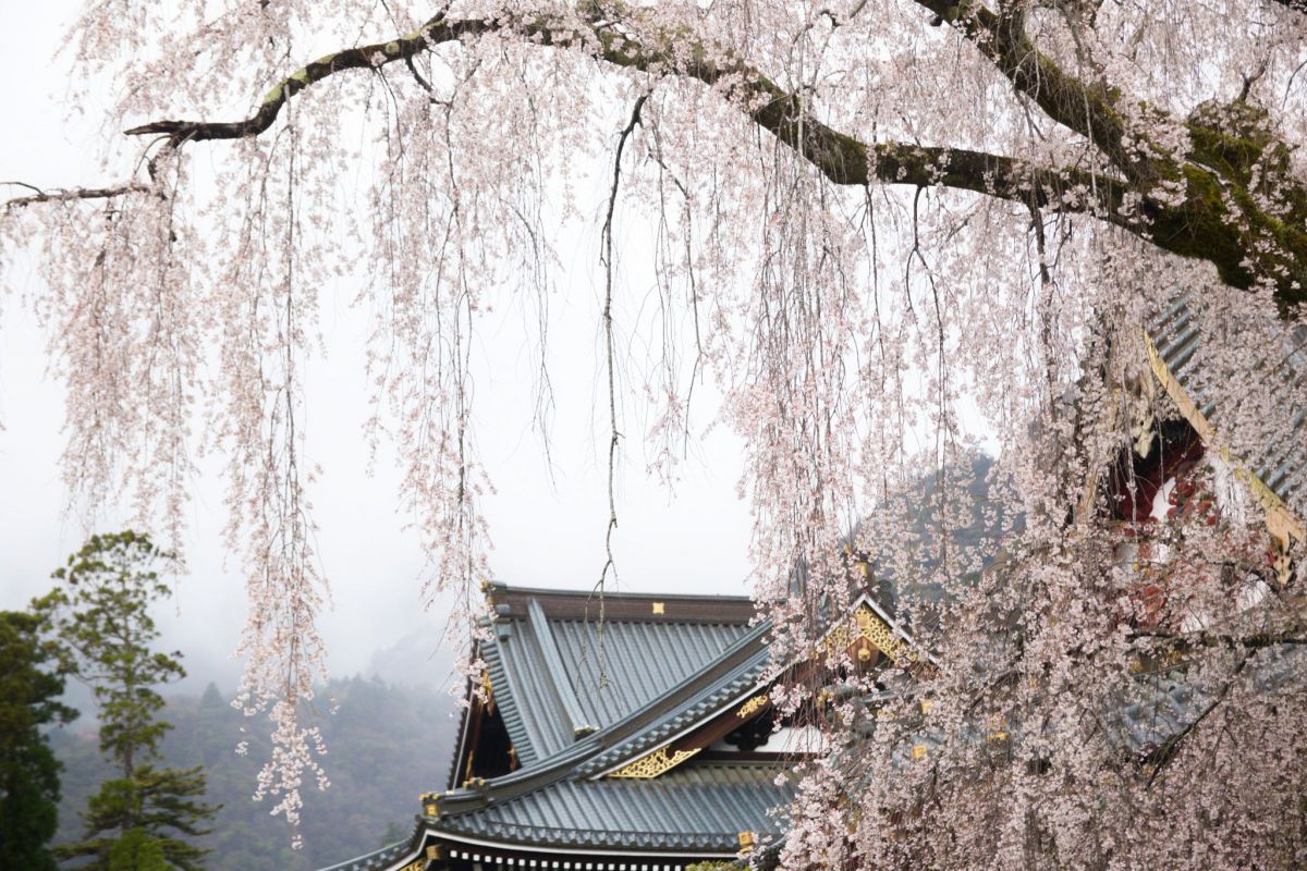 IMG_0618.jpeg | GANREF