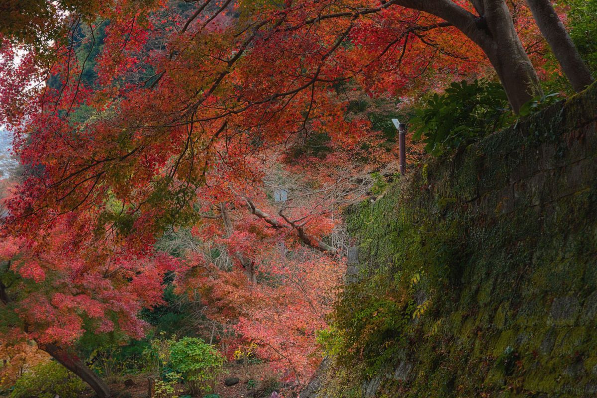 IMG_7707.jpeg | GANREF