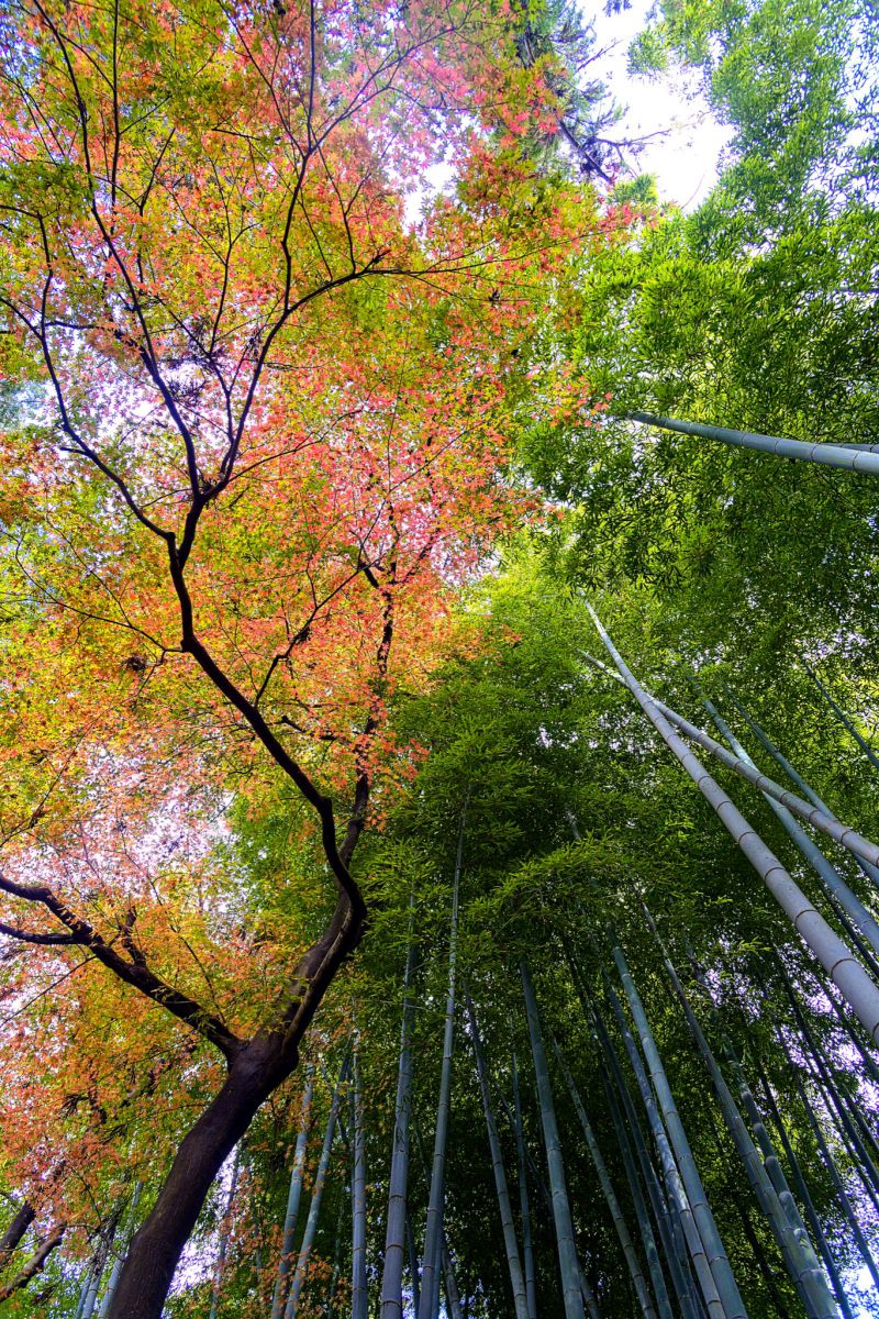 IMG_7724.jpeg | GANREF