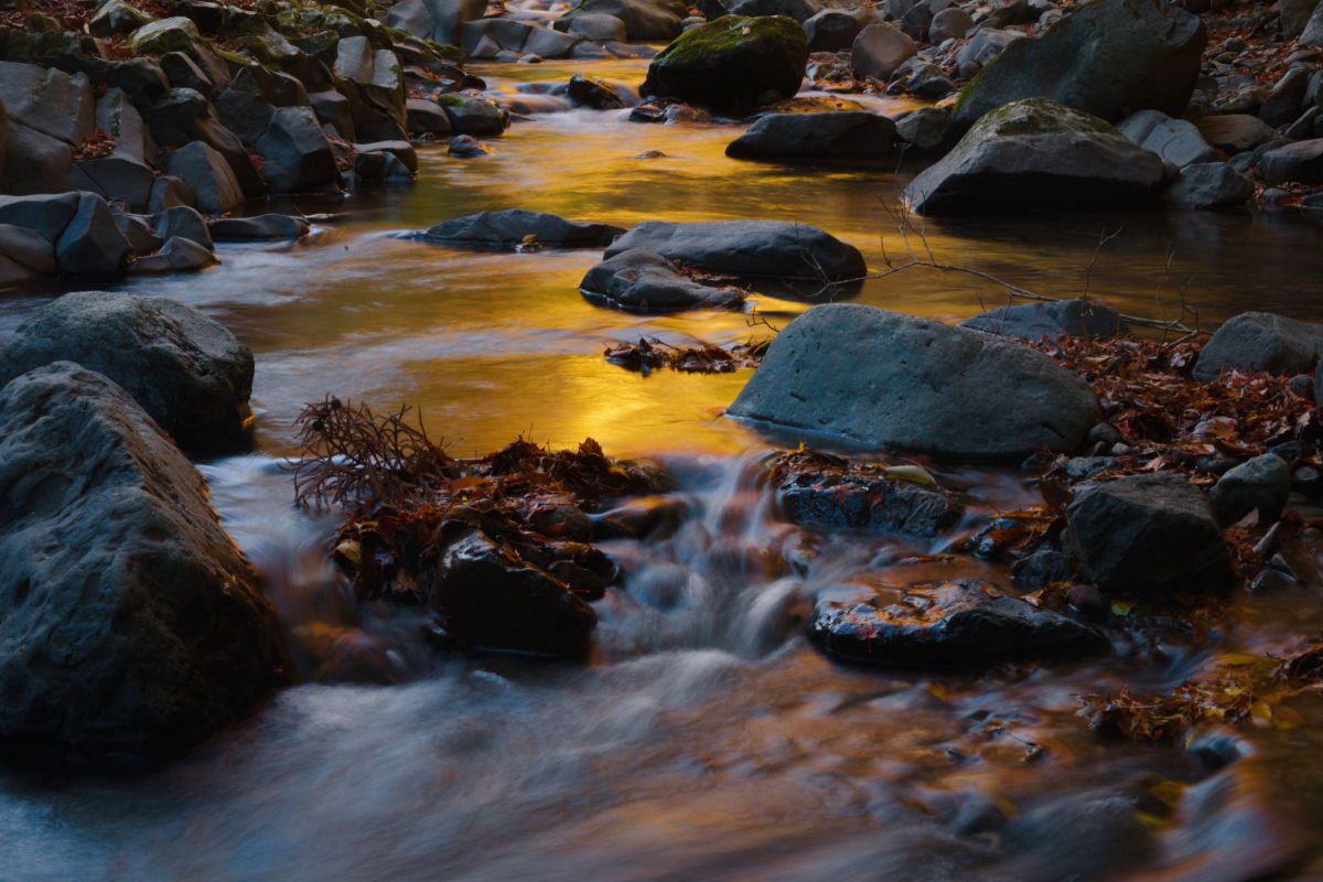 IMG_0170.jpeg | GANREF