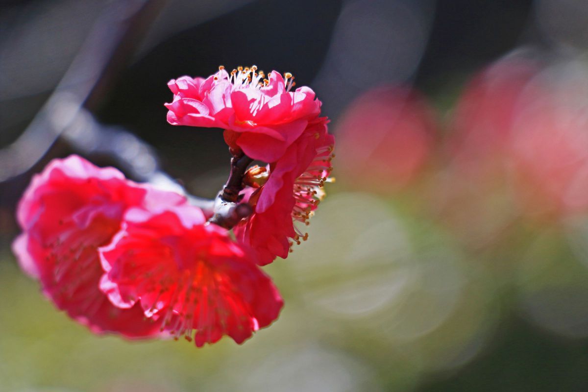 春を待つ梅花 | GANREF