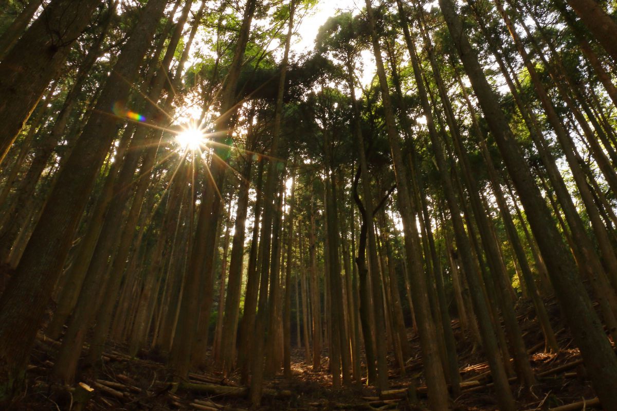 杉木立の輝き | GANREF