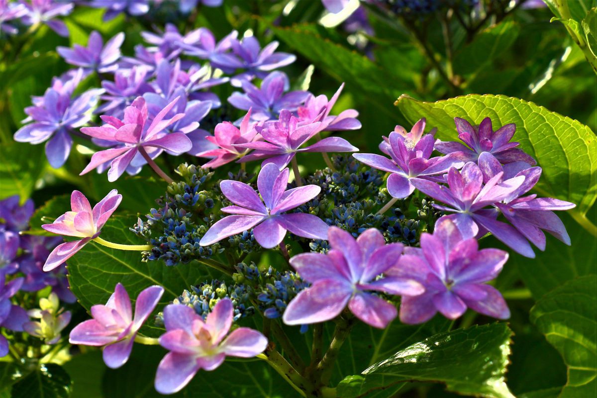 夕日に映えて | GANREF