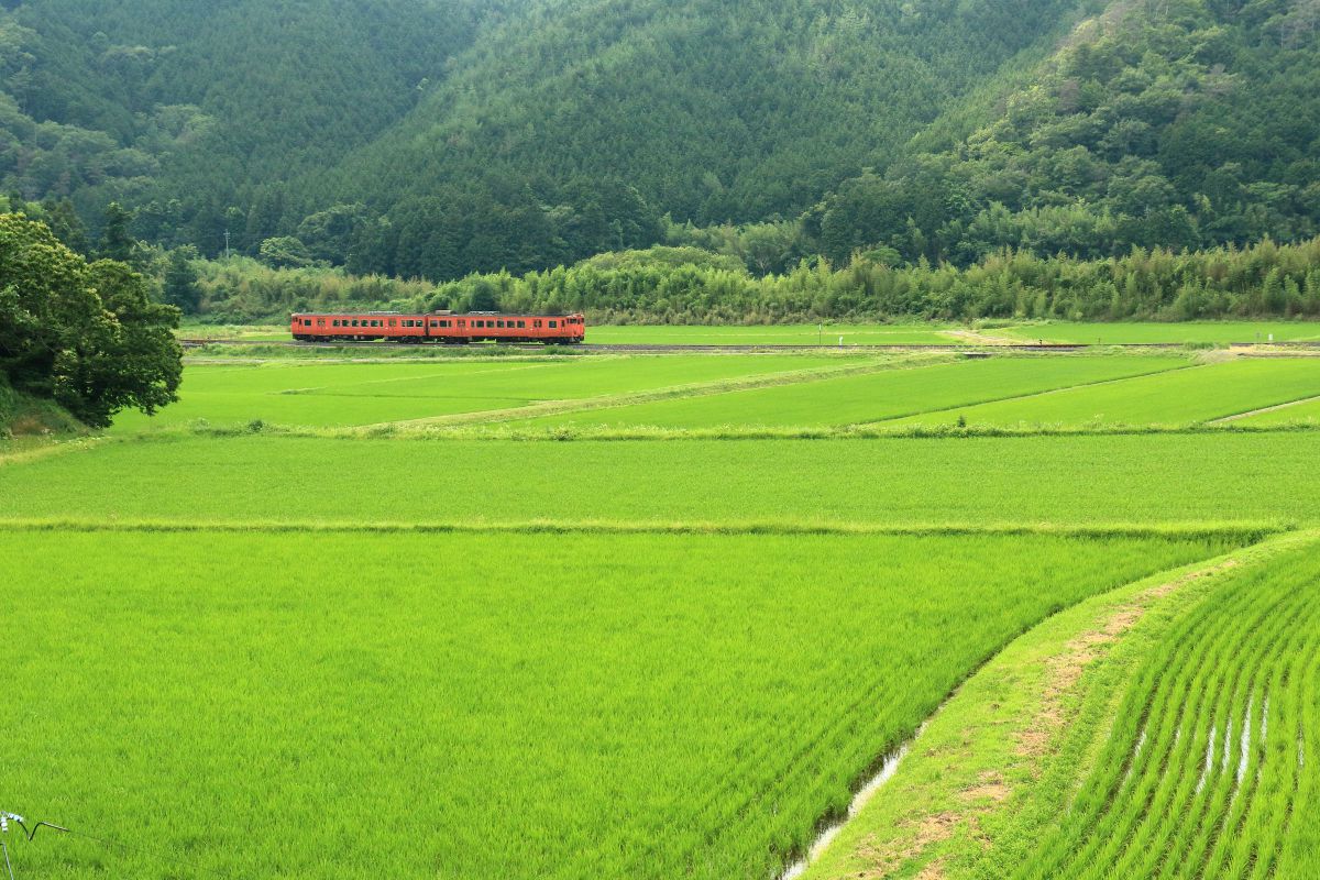 初夏の田園で | GANREF