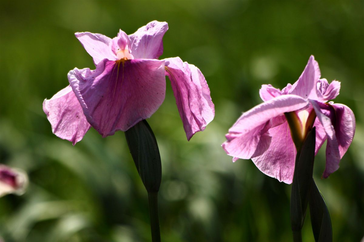 早くも花菖蒲 | GANREF