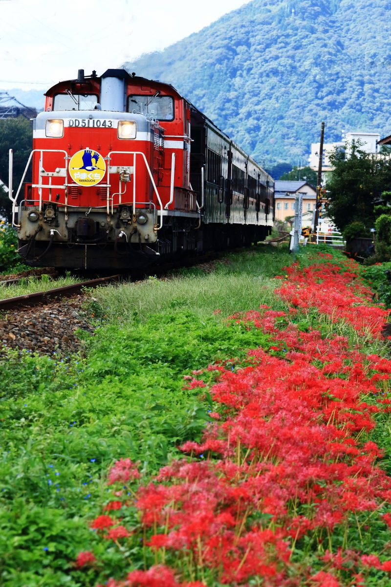 今年は 「DLやまぐち号」で | GANREF