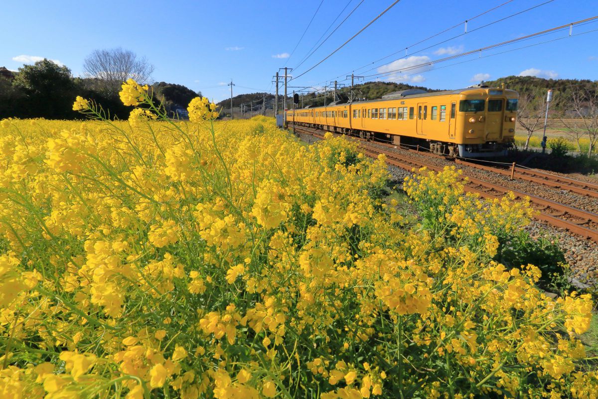 菜の花と黄色い電車 | GANREF