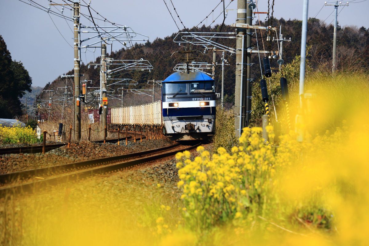 桃太郎、春を走る | GANREF