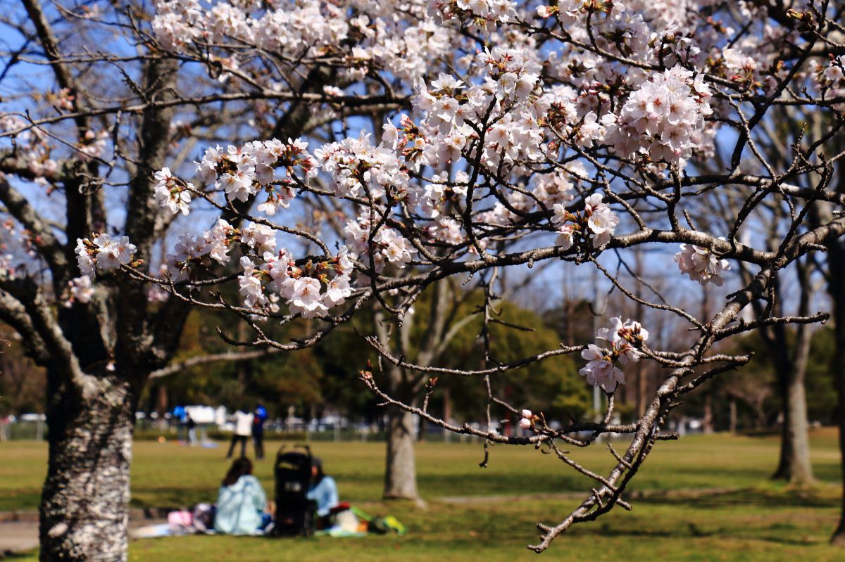 早くもお花見 | GANREF