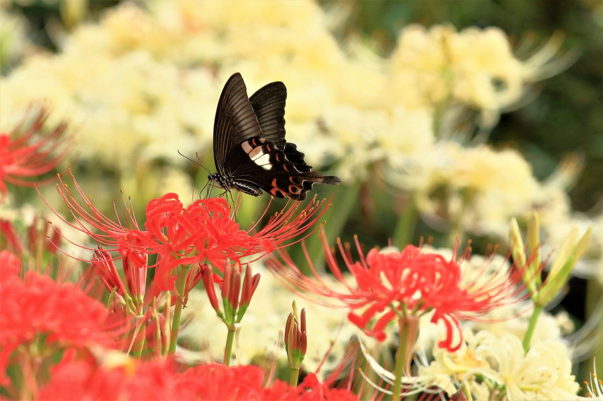 こっちの蜜がおいしいよ！ | GANREF