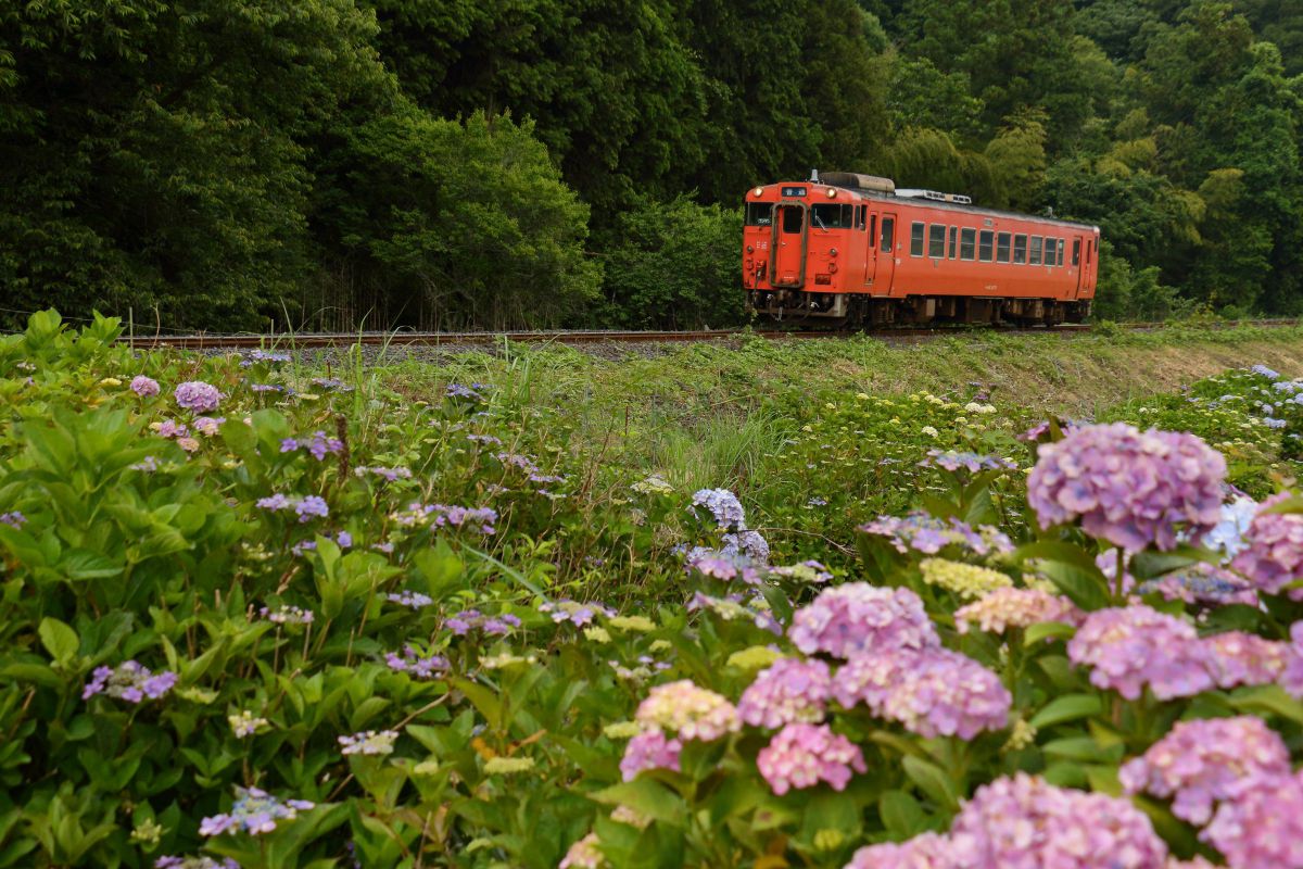 紫陽花咲く山口線とキハ40 | GANREF