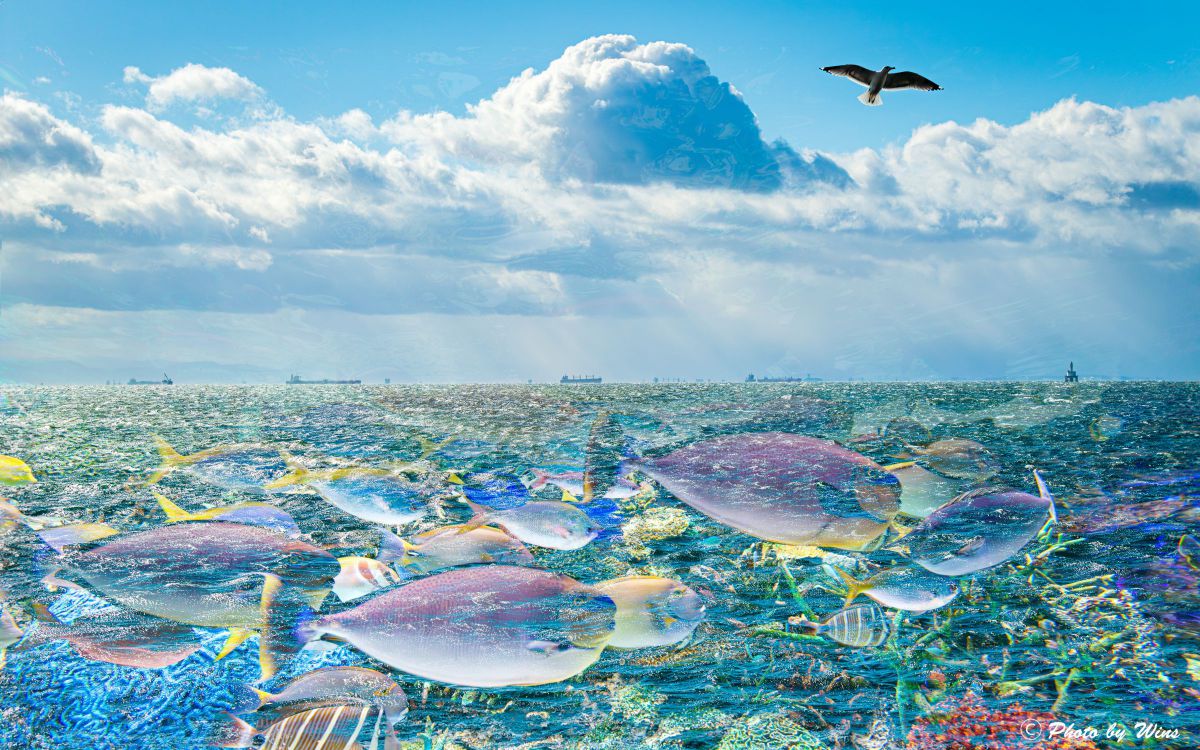 Wonder Ocean | GANREF