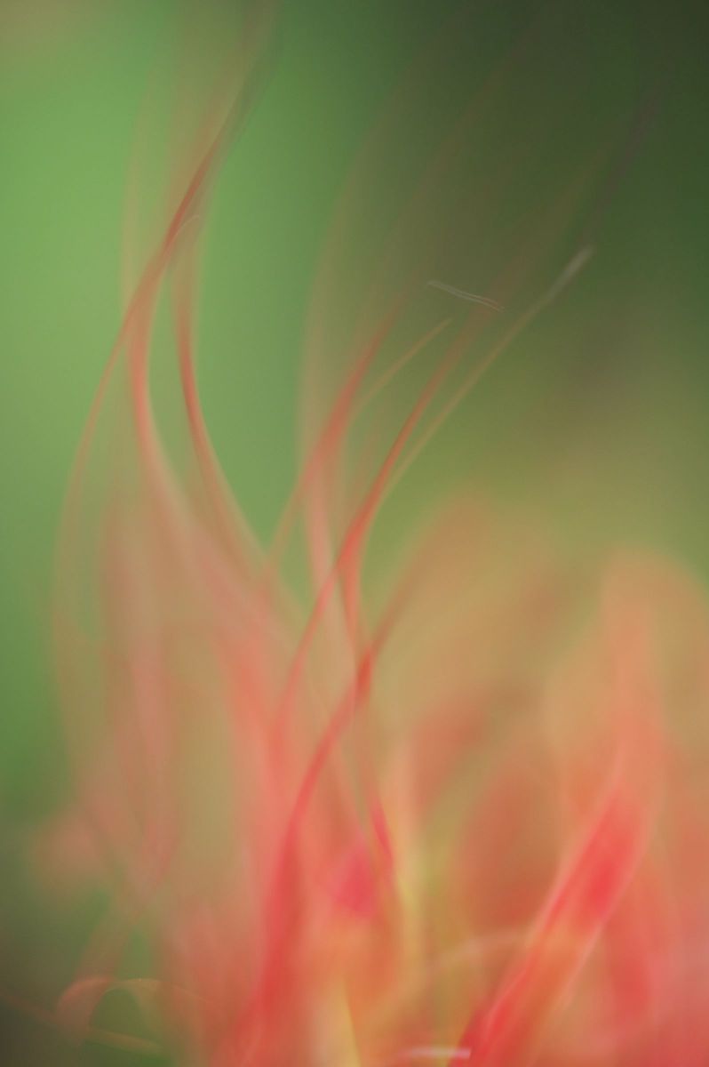 faint appearance | GANREF