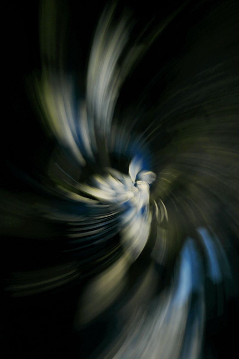 flapping wings | GANREF