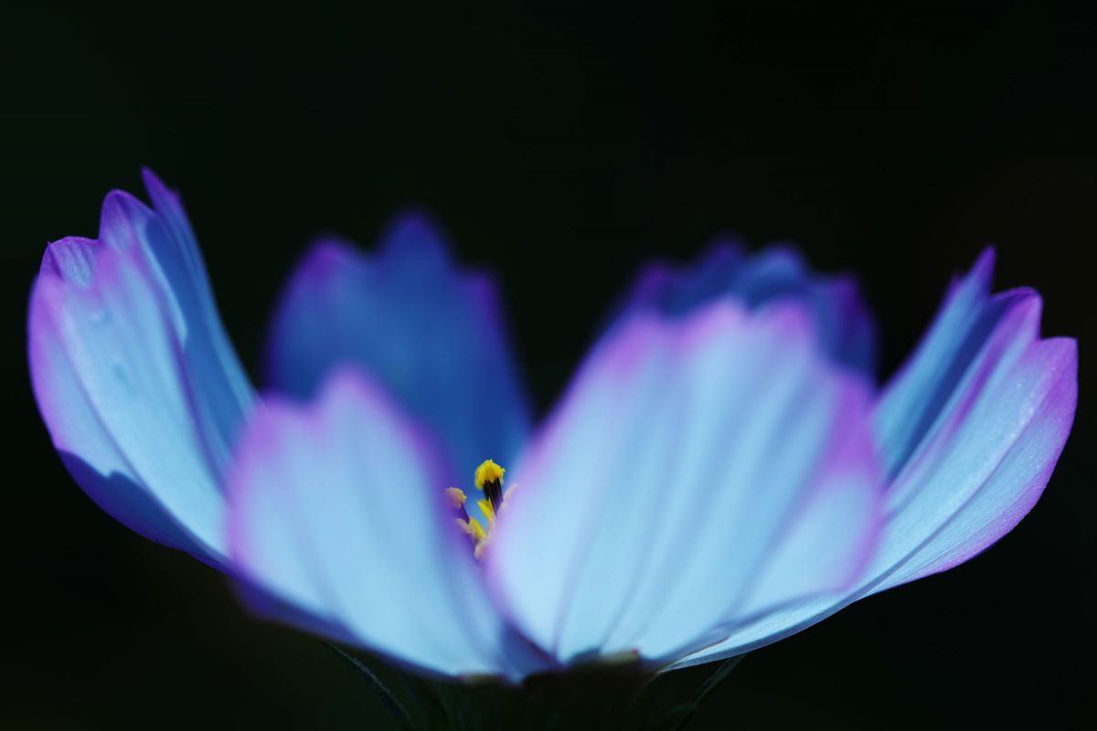 blooms on a moonlit night | GANREF