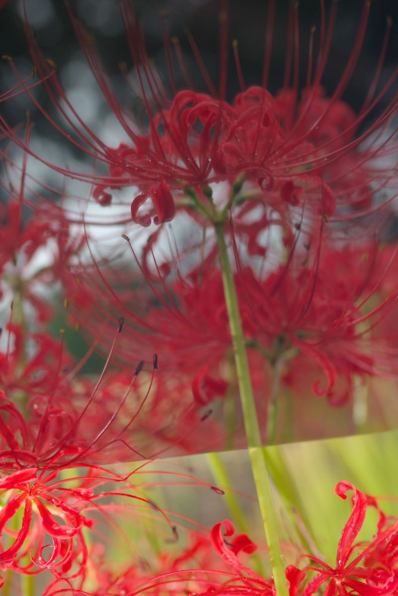 Reflection 01 | GANREF