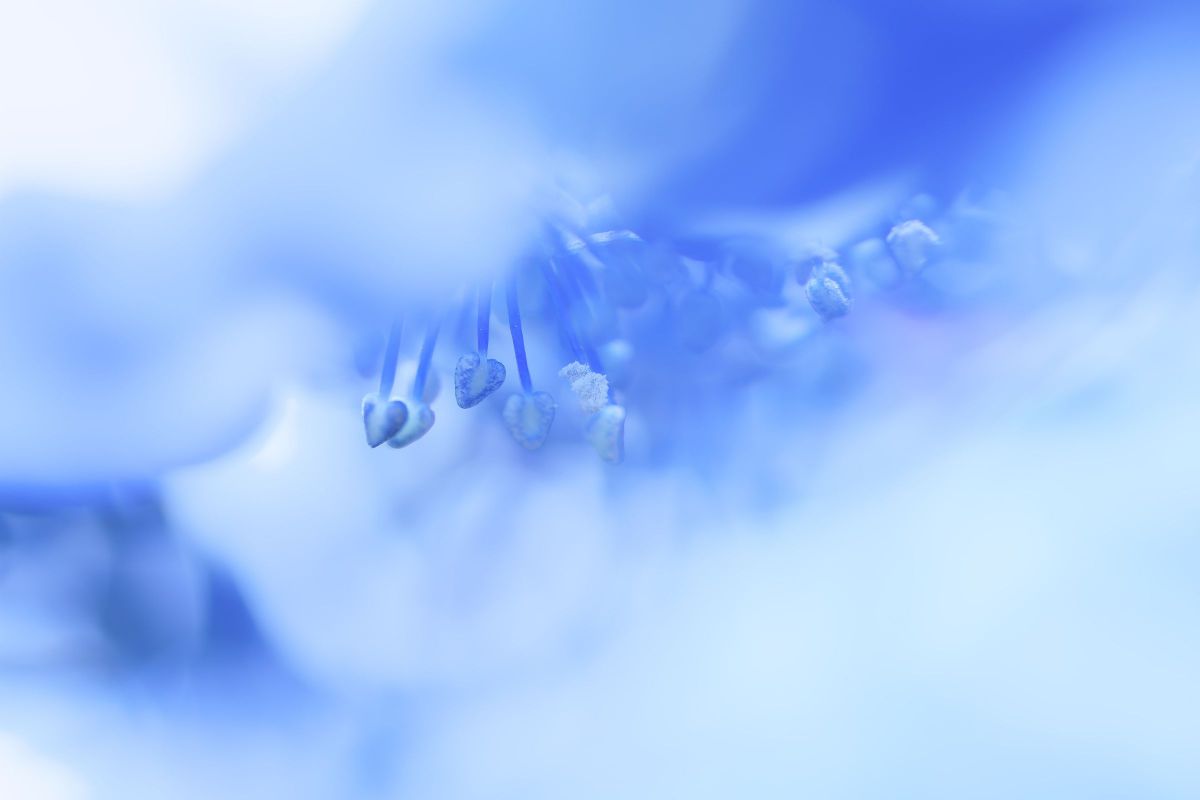 Cupid arrow | GANREF