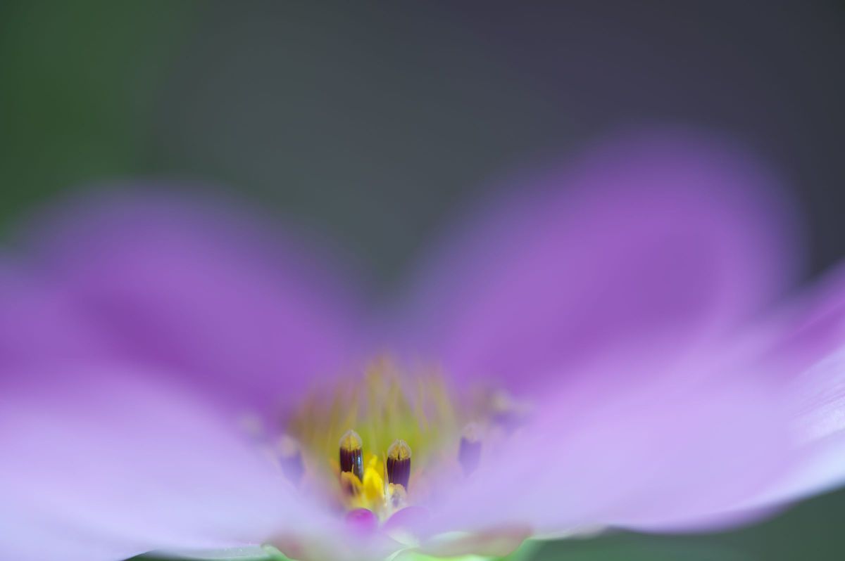 sakimashita～ | GANREF