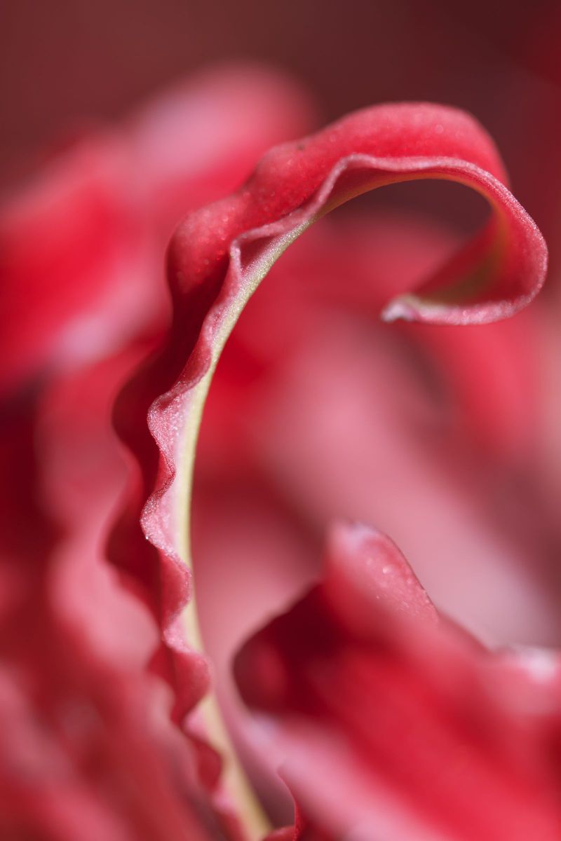 Exotic lines | GANREF