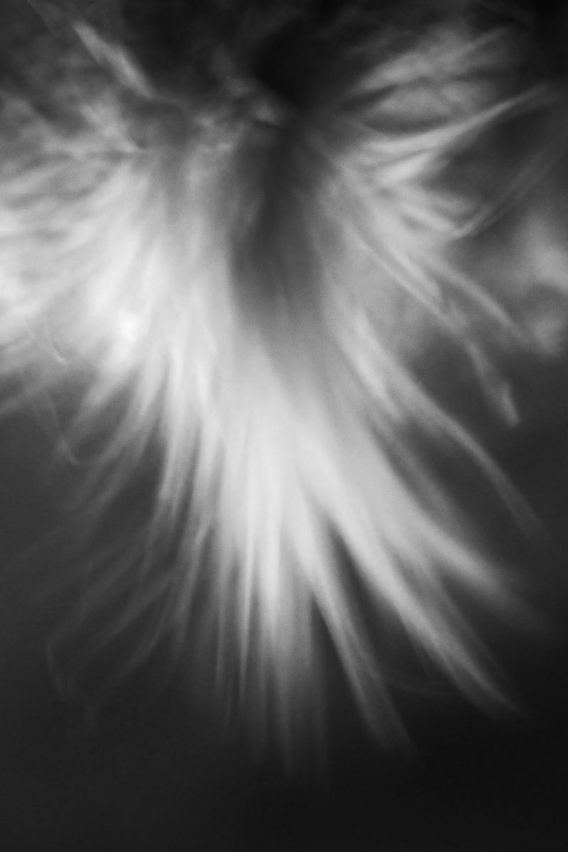 soft tentacles | GANREF