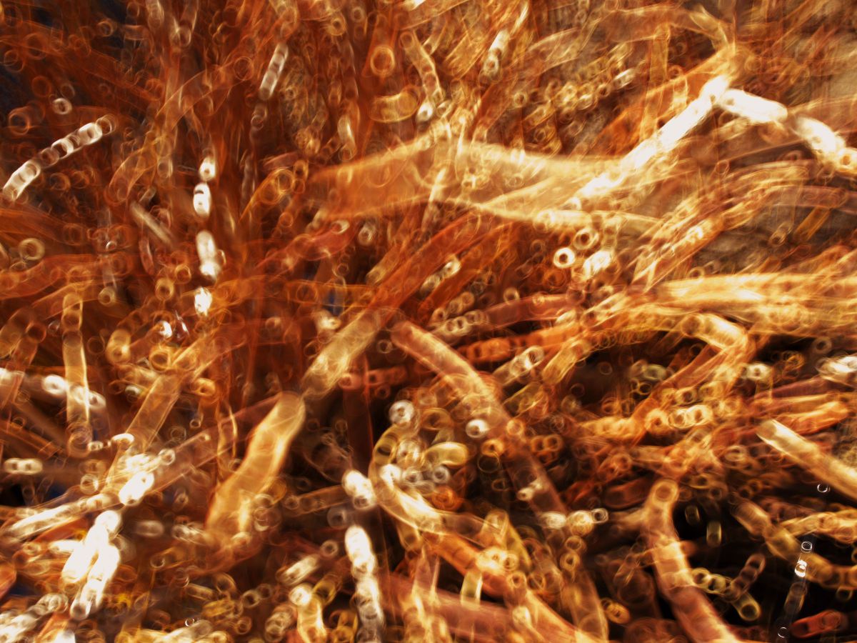 something parasitic | GANREF