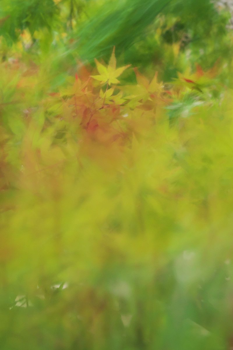 ゆらめきの中で | GANREF