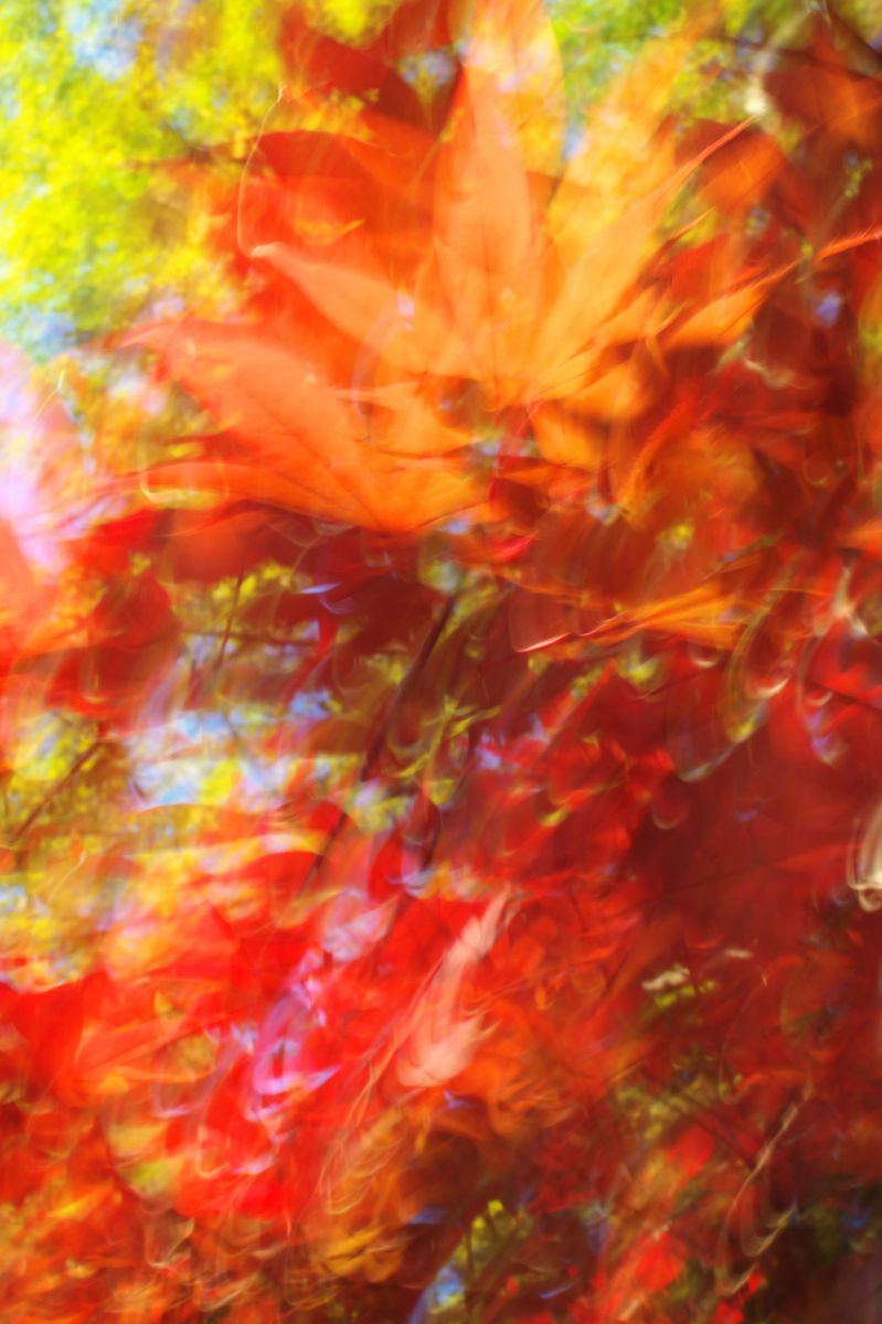 もゆる秋 | GANREF