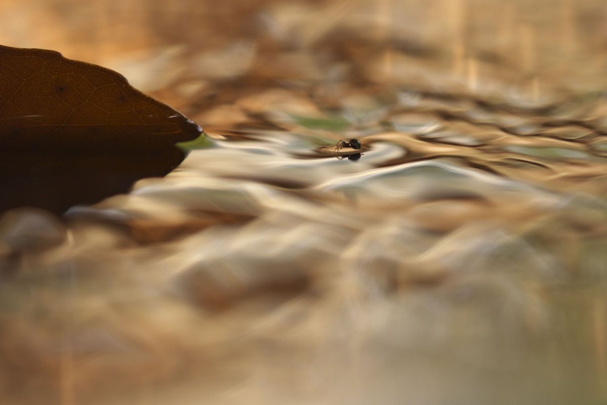 Spider on the surface of the water | GANREF