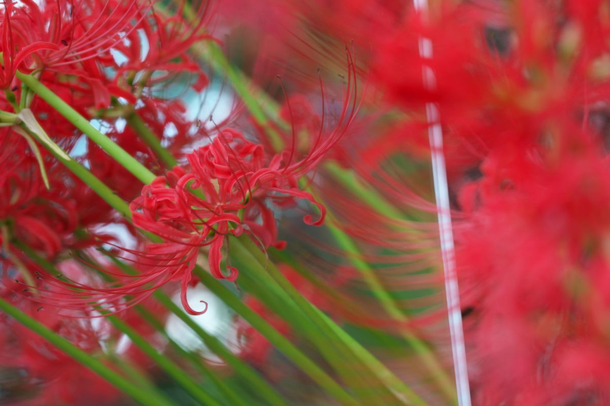 Reflection 03 | GANREF