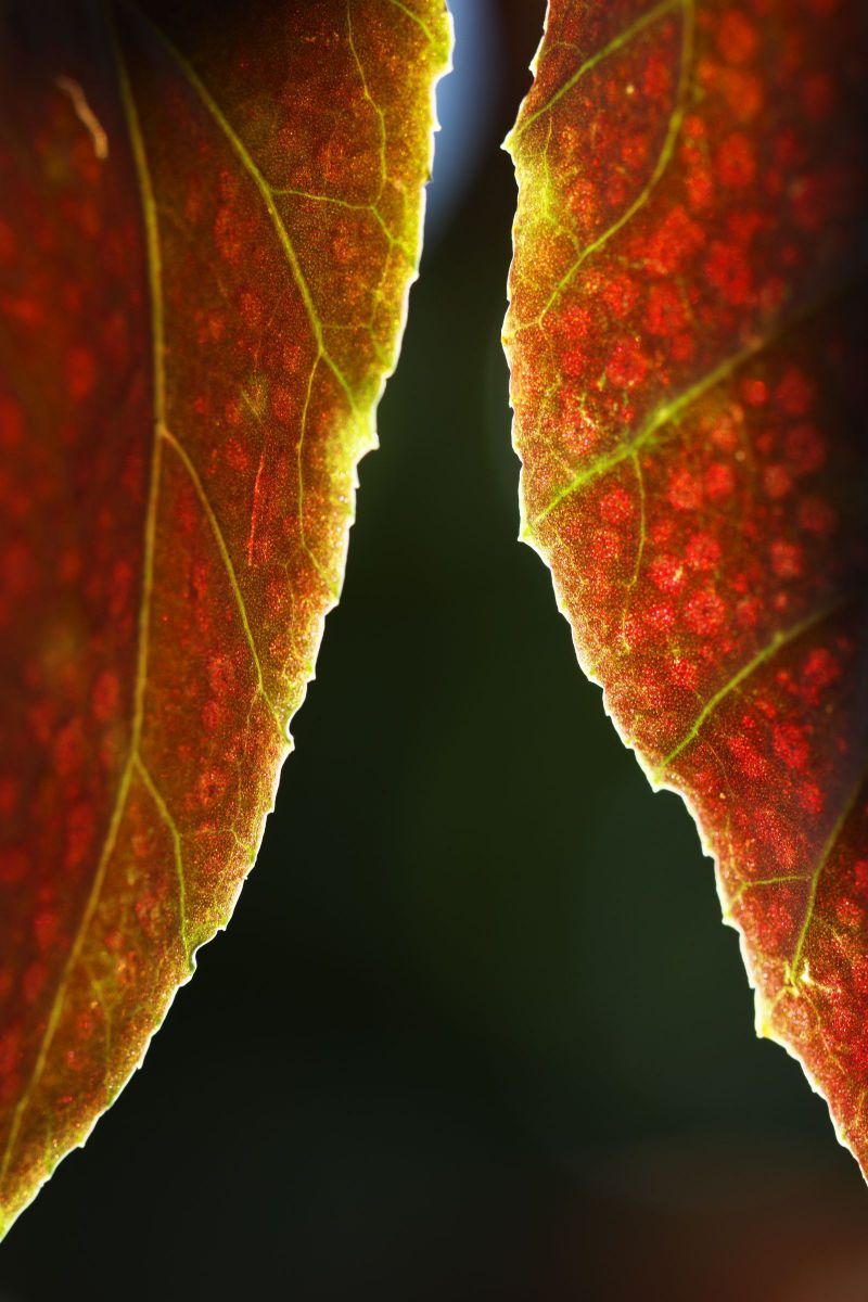 Peep into autumn | GANREF